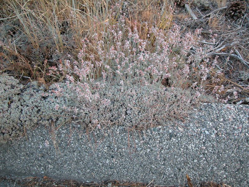 Eriogonum wrightii | CSUSB